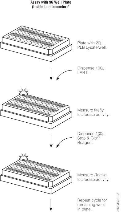 Dual Luciferase® Reporter Assay System