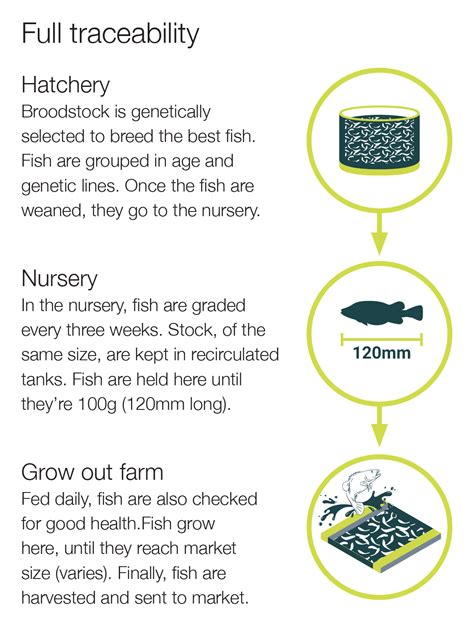 Australias Best Murray Cod Aquna Sustainable Murray Cod