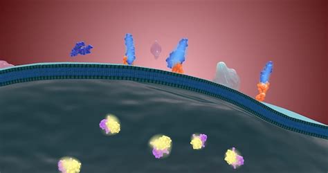 Premium Photo Platelet Activation And Aggregation Play An Important