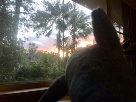 My smolhaj finally arrived! He's enjoying the sunset : r/BLAHAJ