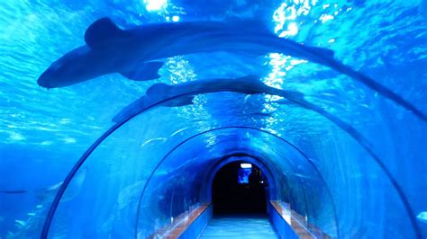 Акули огнени пръстени стрелбища Какво има в луксозните бункери на