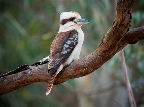 Australian Birds Kookaburra