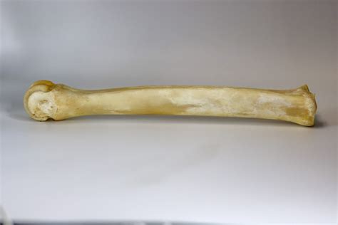 Deer Leg Bone Bleached Centralia Fur And Hide