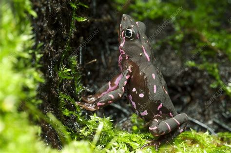 Poisonous Toad Stock Image C0109308 Science Photo Library
