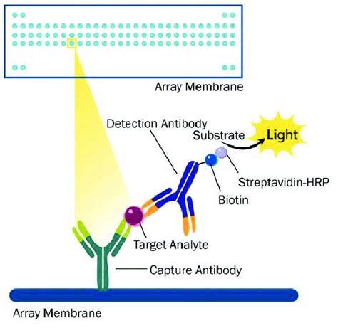 Principe Du Proteome Array Download Scientific Diagram