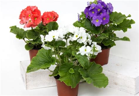 Корисні кімнатні рослини ТОП 10 вазонів для очищення повітря і поліпшення настрою