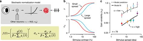 A Stochastic Normalization Model Accounts For The Effects Of Stimulus