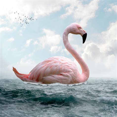 2000개 이상 무료 Flamingo 및 플라밍고 사진 Pixabay