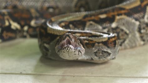 Coiled Python In Reptile Park Image Free Stock Photo Public Domain Photo CC Images