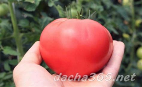Томат Абаканский розовый: характеристика и описание сорта, фото, отзывы ...