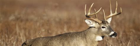 Hunting Trips On Mexican Pacific Coast White Tailed Deer Best Rates