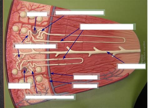 Urinary System Nephron Diagram Quizlet
