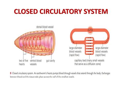 Circulatory System Of Human Being Its Structure Function Types And
