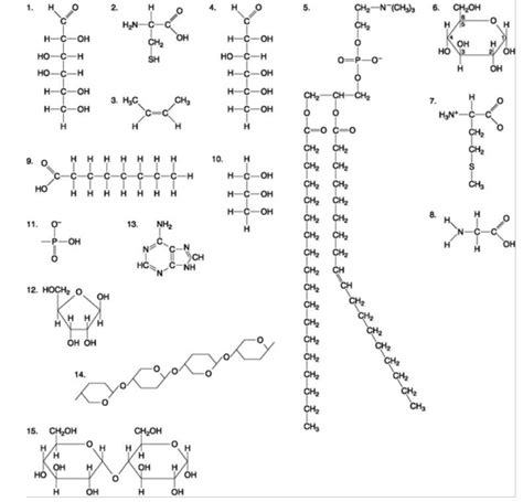 Solved н Сн он сн N сн сн с HN н нсон он Chegg com