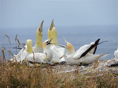 Nigel The Lonely Gannet Dies Just Weeks After Getting Some Real Friends