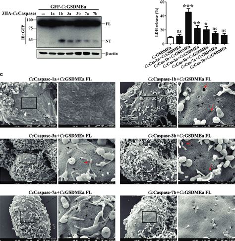 Ccgsdmea Nt Was Produced From Ccgsdmea Cleavage By Cccaspase 137 A