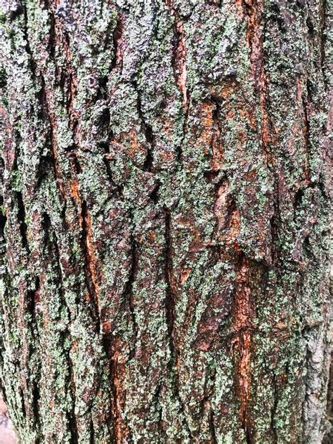 Very Detailed Tree Bark Structure Stock Photo Image Of Breakdown Structure