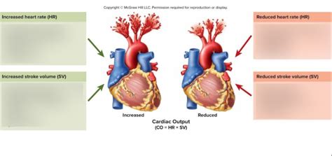 Summary Of Factors Affecting Cardiac Output Diagram Quizlet