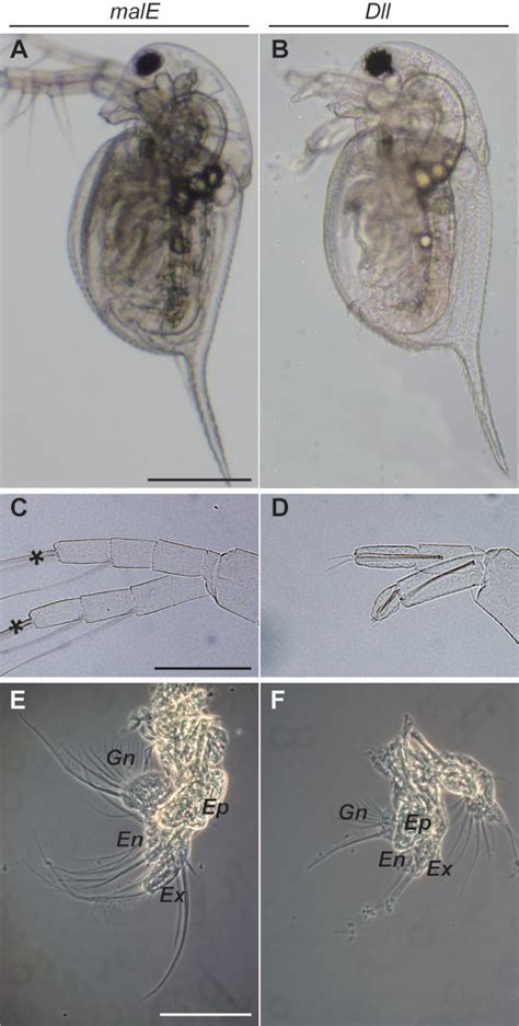 Development Of A Microinjection System For Rna Interference In The Water Flea Daphnia Pulex Pmc