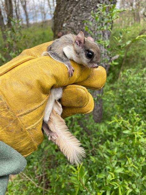 Flying Squirrels Tall Timber Wildlife Services