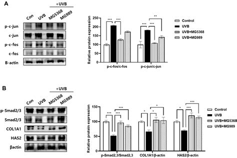 Limosilactobacillus Fermentum Mg5368 And Lactiplantibacillus Plantarum Mg989 Regulates Skin