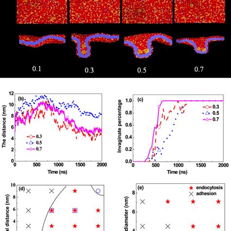 Internalization Of Two Medium Positively Charged Nps D 45 Nm On