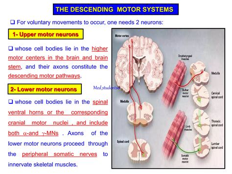 Pyramidal Extrapyramidal Pathways Ppt