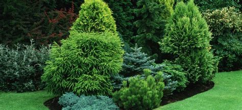 Оптовая продажа растений от FortunaGreen | Скачать прайс-лист саженцев ...