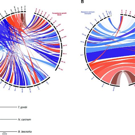 Synteny And Orthology Between Besnoitia Besnoiti Toxoplasma Gondii And Download Scientific