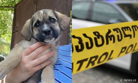 რუსთაველი მანიაკი სავარაუდოდ ლეკვზე სექსუალურად ძალადობდა გაავრცელეთ რა ინფორმაცია