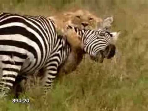 YouTube Zebra Kill YouTube