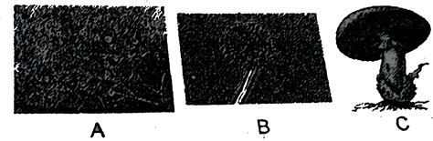 A Agaricus B Mucor C Aspergillus