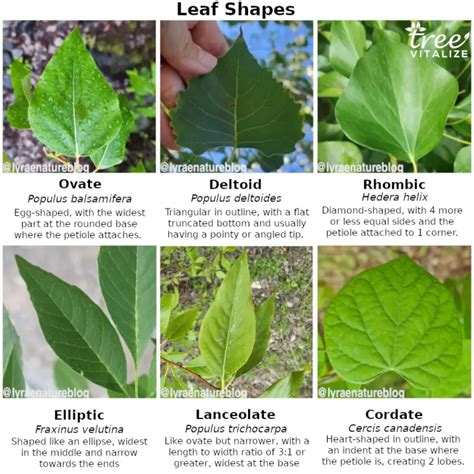 12 Different Types Of Poplar Trees And Their Identifying Features
