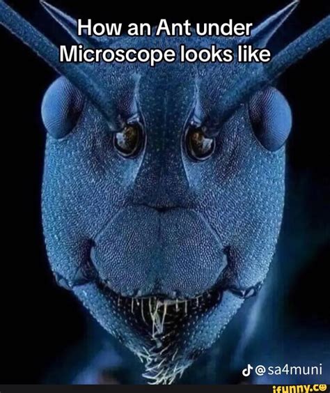 How An Ant Under Microscope Looks Like Dd Sa4muni Ifunny