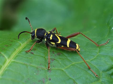 The NHBS Guide To UK Common Garden Beetles Hoopoe A Blog By Nhbs