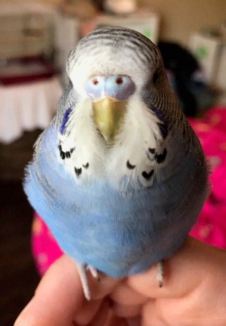 Gender Confused 11 Week Old Has Purple And Blue Cere Without Any