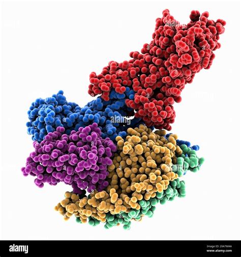 Molecular Model Of The Human Olfactory Receptor 51e2 Complex With The