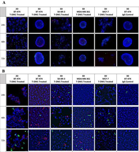 This Figure Shows Internalization Of Fluorescent Phrodo™ Labeled T Dm1 Download Scientific