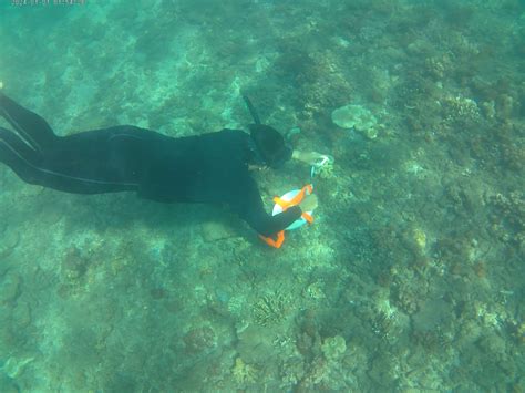 Fpik Ub Monitors Coral Bleaching On Three Coasts In East Java Prasetya Ub