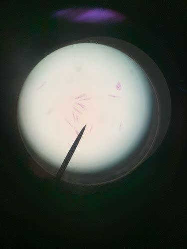 Protozoans Flashcards Quizlet