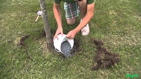 How To Fertilize Trees The Housing Forum