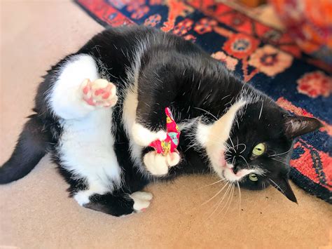 Cat Fun With A Honeysuckle Catnip Pouch Honeysuckle Cat Toys