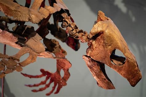 Fossilized Turtle Bones Free Photo On Pixabay Pixabay