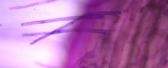 Root Apex BIOL APBI 210 Lab Information