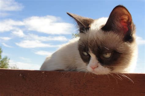 Grumpy Wallpapers Wallpaper Cave