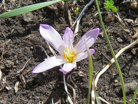 Merendera trigyna - Изображение особи - Плантариум