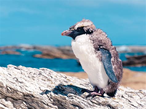 Molting In Birds Birdfact