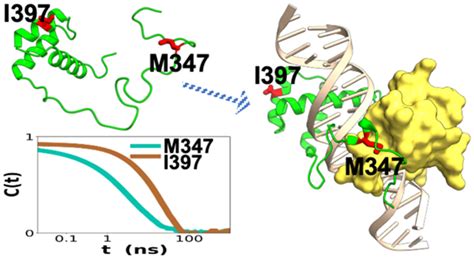 Sequence Dependent Backbone Dynamics Of Intrinsically Disordered