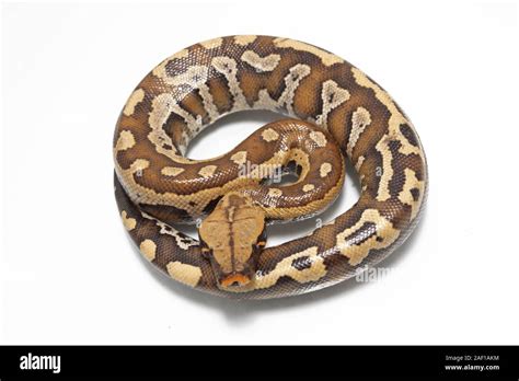 Sumatran Red Blood Python Python Curtis Curtis Commonly Known As Red