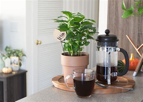 Indoor Coffee Bean Tree The Joy Of Growing Coffee As A Houseplant